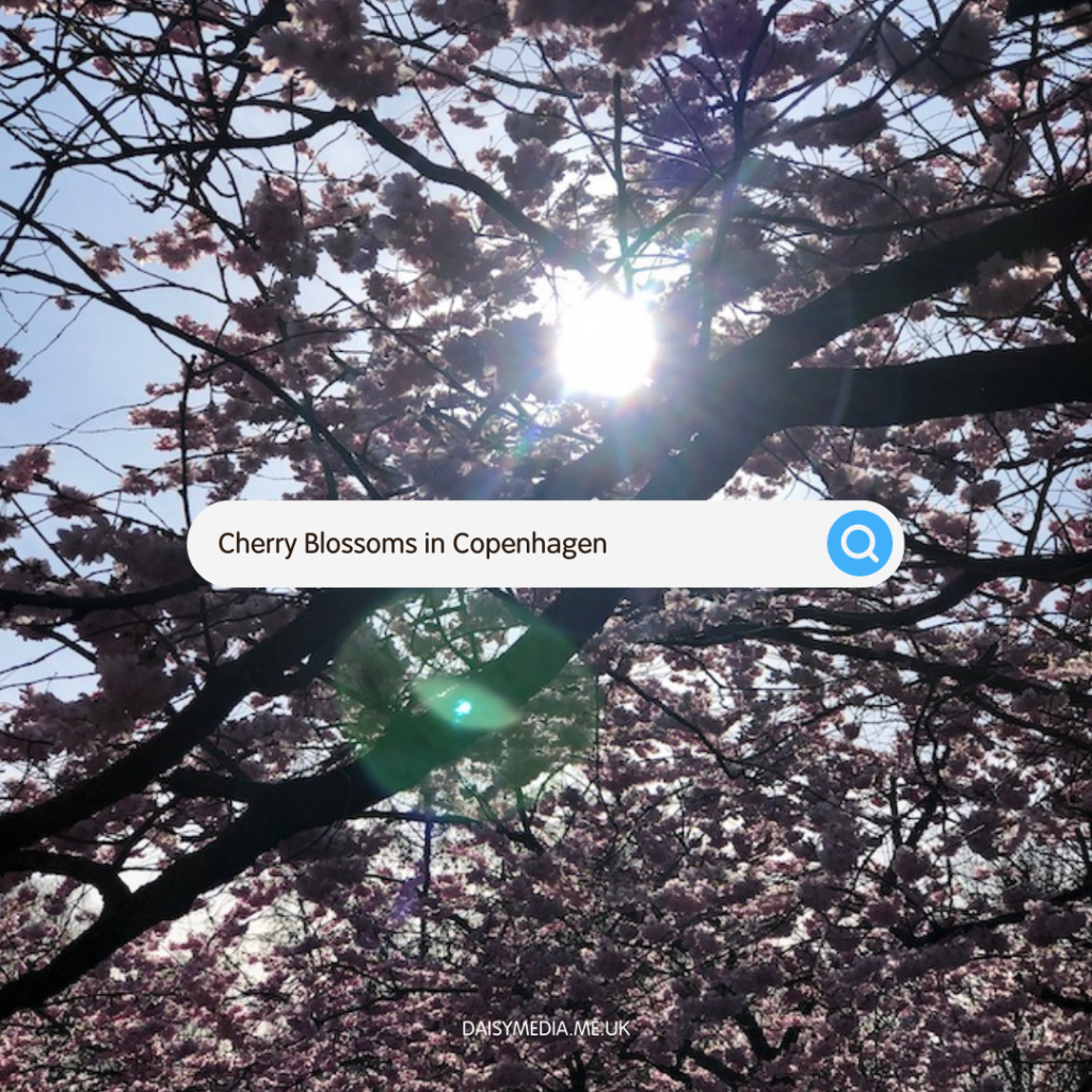 Where to See The Cherry Blossoms in Copenhagen - HanPlans